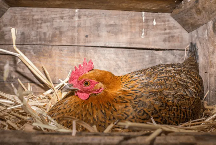 Broodiness in Chickens Explained and How To Prevent It