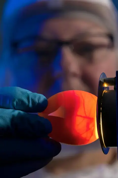 Best Glossary Of Poultry Terms: The Complete List