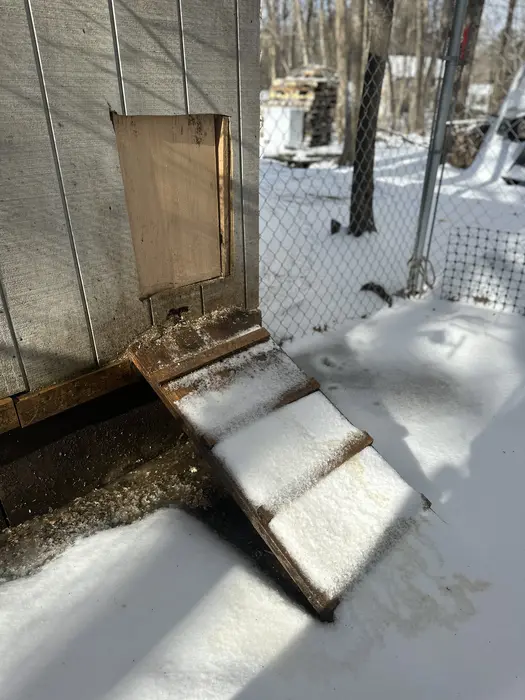 9 Top Tips for a Cozy and Safe Winter Chicken Coop