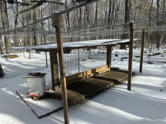 9 Top Tips for a Cozy and Safe Winter Chicken Coop