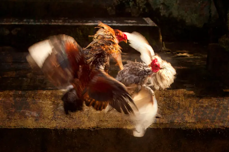 How to Stop Chickens from Pecking Each Other: Expert Tips