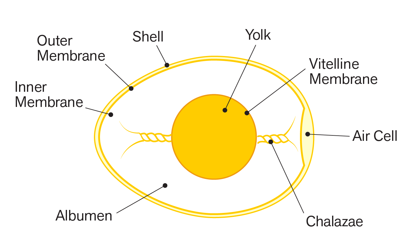 Best Glossary Of Poultry Terms: The Complete List