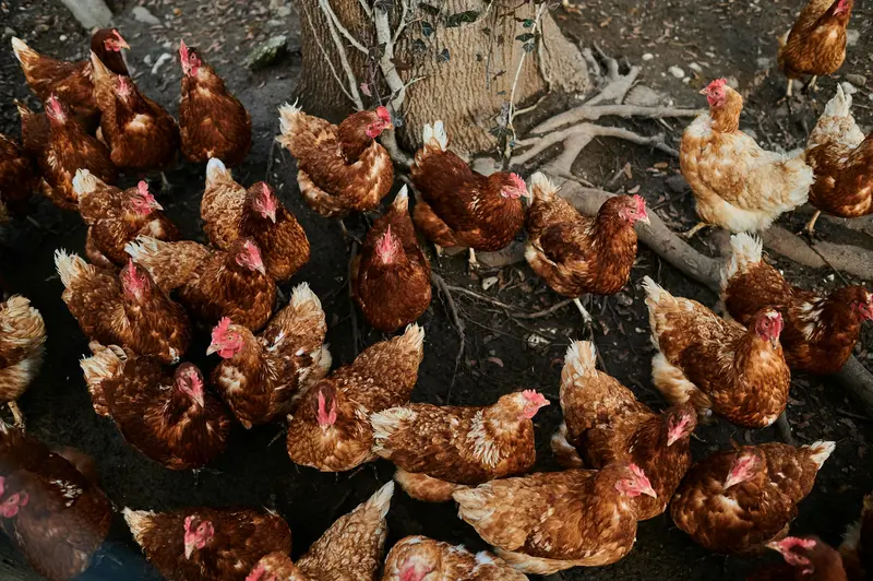 How to Stop Chickens from Pecking Each Other: Expert Tips