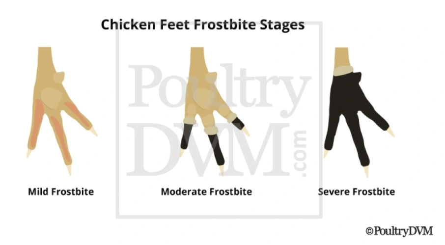 How To Prevent Frostbite in Chickens During Cold Weather