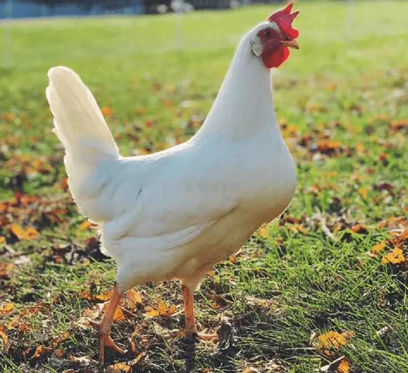 7 Best Egg Laying Chicken Breeds for Beginners You’ll Love