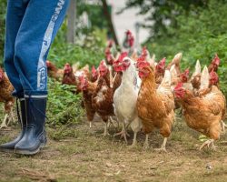 Free Chicken Log: Download, Print And Track Your Flock Now!