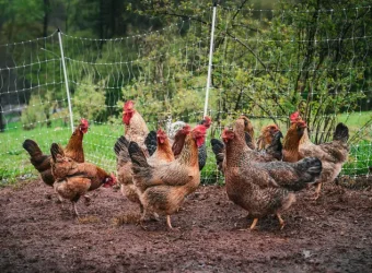 Raising Backyard Chickens for Beginners