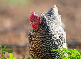 Raising Backyard Chickens for Beginners
